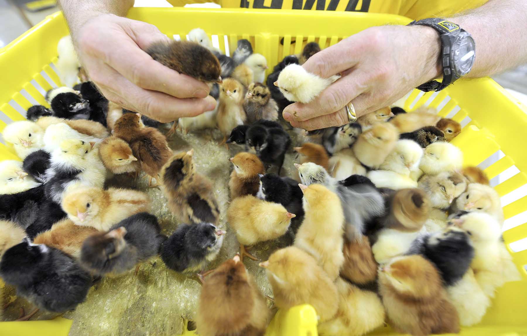 Hatch day | News, Sports, Jobs - Messenger News